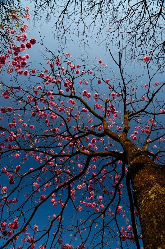 Taheebo čaj: lijek širokog spektra Maja i Inka | Sensa